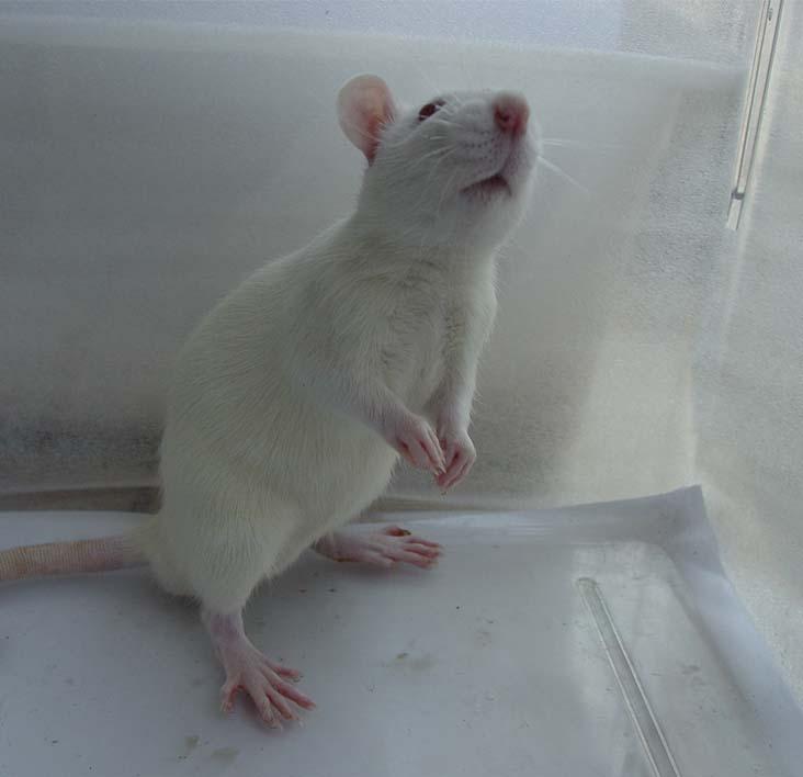 Wistar大鼠_360百科