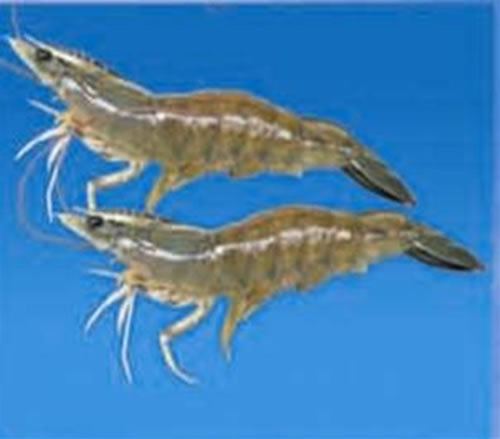 白虾_360百科
